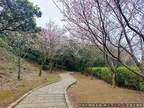 新北櫻花9大賞花點推薦！免費爽拍「櫻花步道 櫻花公園」滿開，不只淡水天元宮櫻花必拍。|旅遊|WalkerLand窩客島