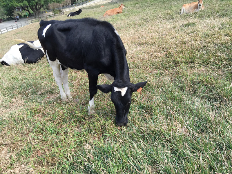【Mika】Flying Cow Ranch 飛牛牧場一日遊|旅遊|WalkerLand窩客島