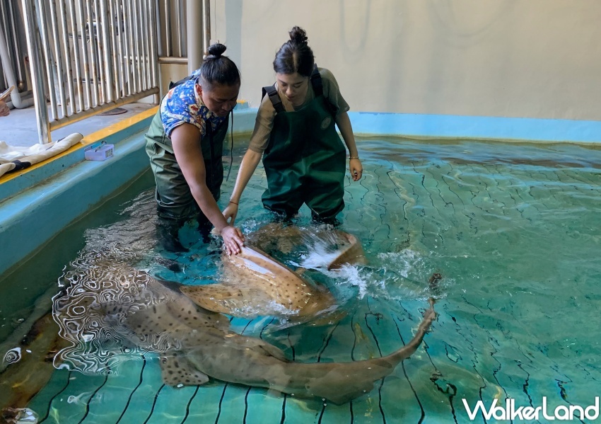 美人魚養成訓練班！花蓮遠雄海洋公園推出「美人魚潛水」手把手教學體驗，再加碼5大玩法「鯊魚互動、鯉魚潭SUP」夏天玩水先衝。|旅遊|WalkerLand窩客島