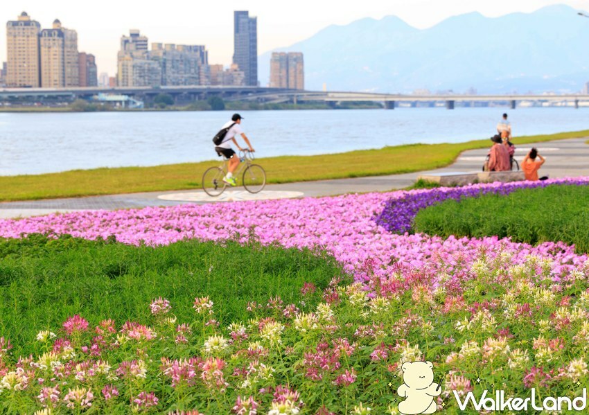 大稻埕花海秘境！超過4萬盆「延平河濱花海」台北人都不知道，夜間加碼巨型蒲公英燈打造夢幻夜景。|旅遊|WalkerLand窩客島