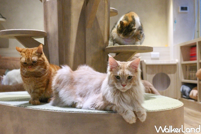 貓家就是你家！北車隱藏版「貓珈Nekocoffee」開幕洗版IG，擼貓還能躺床追劇、按摩椅、打Switch當自己家。|美食|WalkerLand窩客島