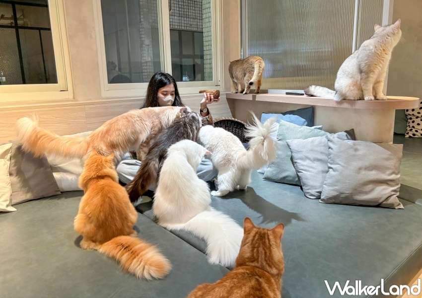貓家就是你家！北車隱藏版「貓珈Nekocoffee」開幕洗版IG，擼貓還能躺床追劇、按摩椅、打Switch當自己家。|美食|WalkerLand窩客島