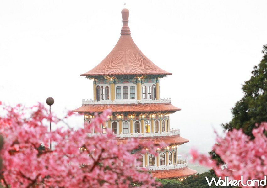 淡水天元宮櫻花季！全新日式櫻花屋免費拍，最佳賞花時間 接駁車整理。|旅遊|WalkerLand窩客島