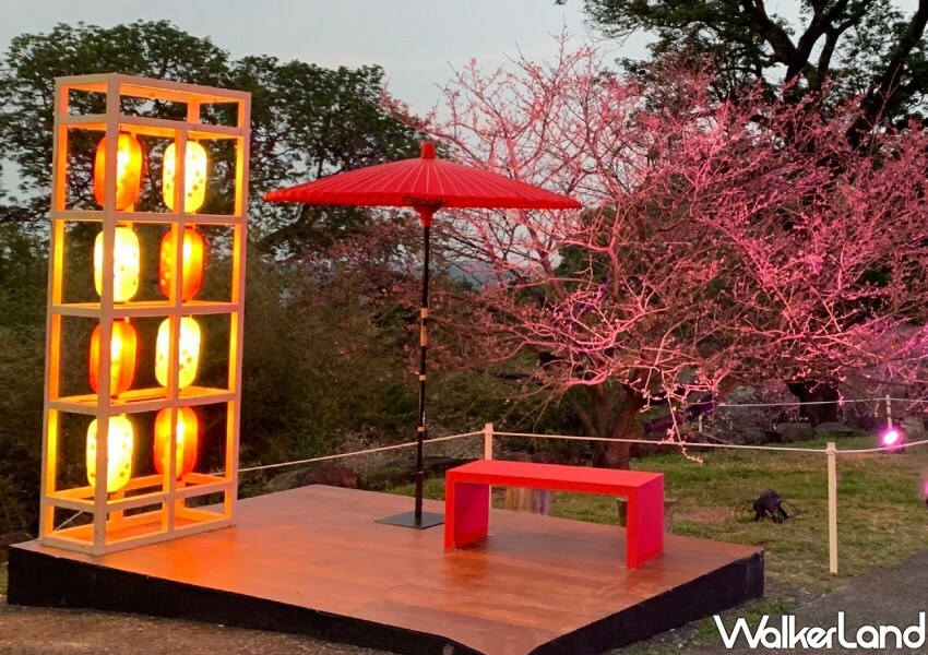 淡水天元宮櫻花季！全新日式櫻花屋免費拍，最佳賞花時間 接駁車整理。|旅遊|WalkerLand窩客島