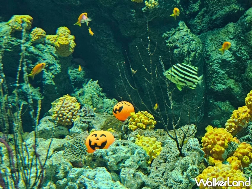 Xpark冬季限定戀愛物語登場！沉浸式光影展、海獅告白拿鐵與雙人套票開啟浪漫海洋約會。|旅遊|WalkerLand窩客島